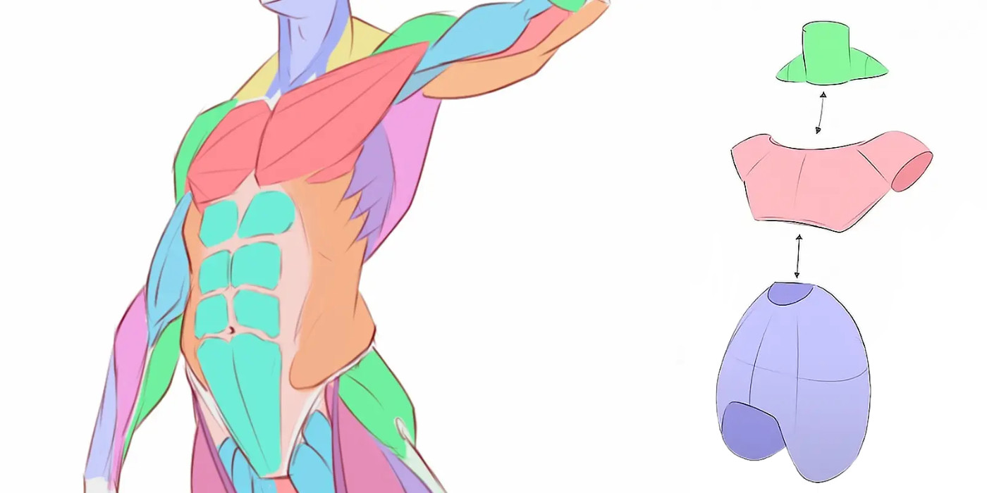 5 Steps To Drawing Anatomy On Easy Mode: A Beginner’s Guide - Wacom