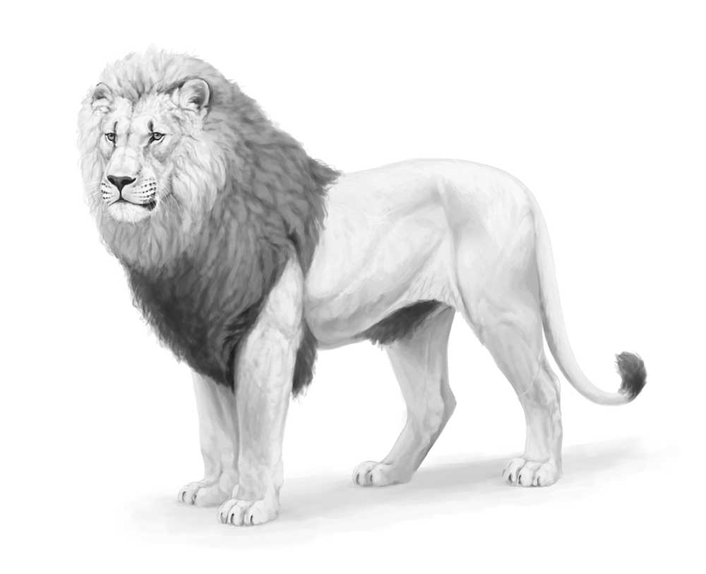 Dibujo De León Realista